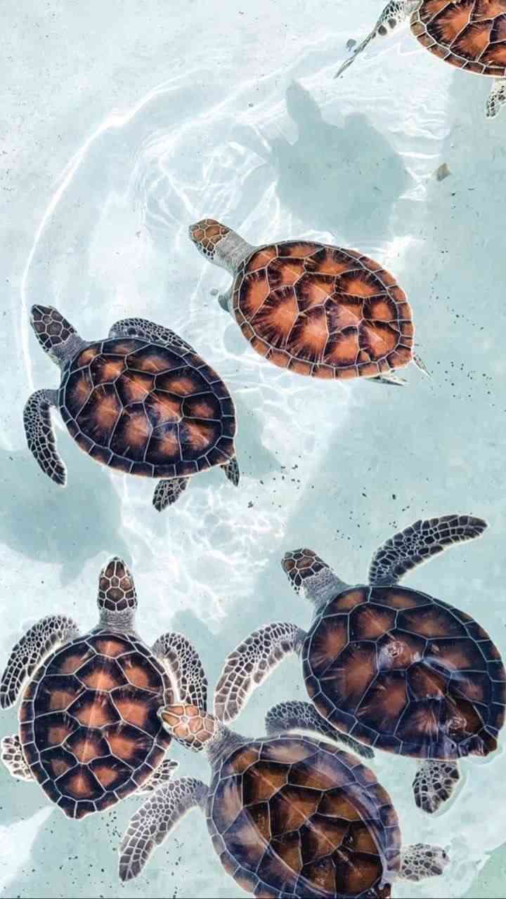 Ceylon TurtleOrg - HomePage