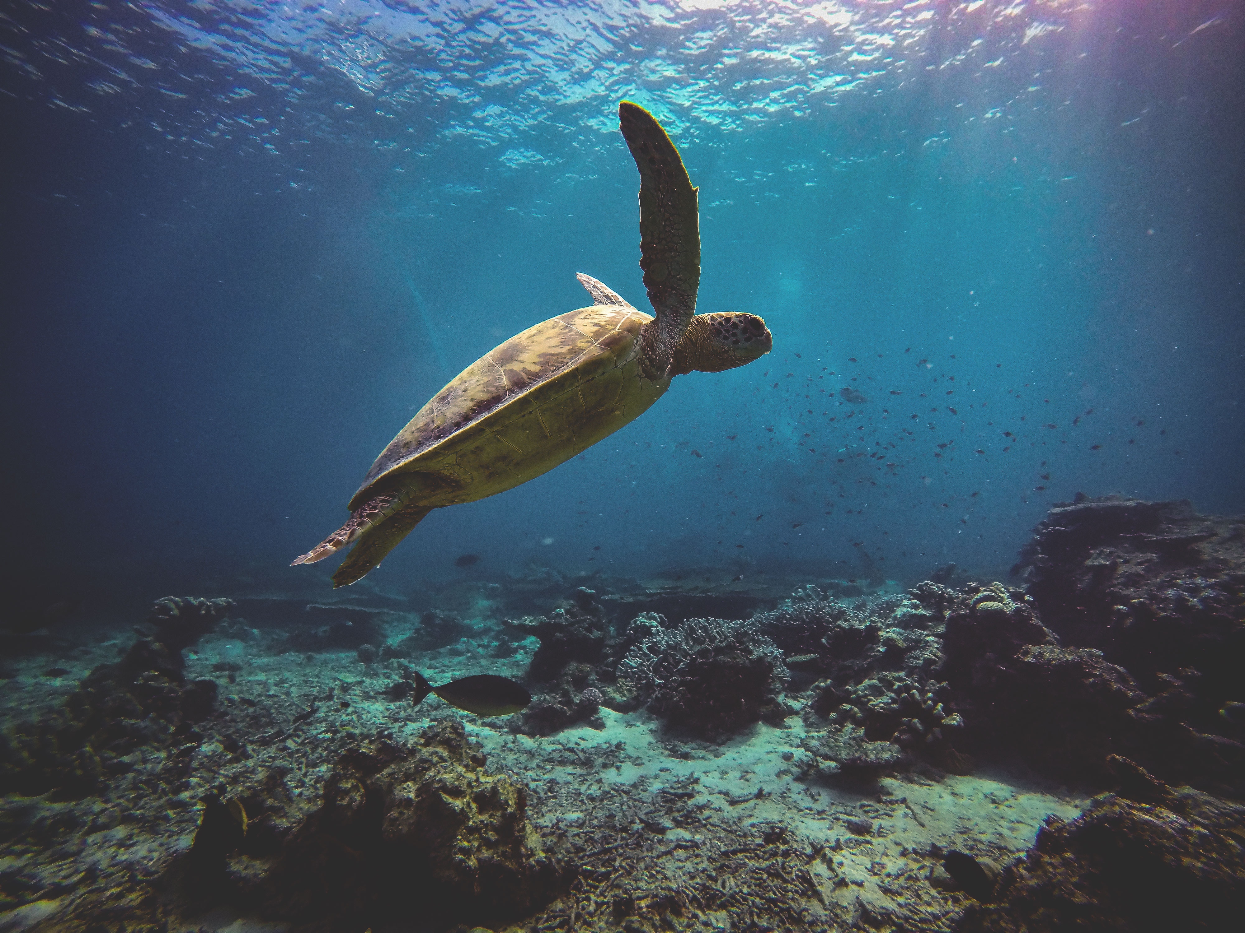 Ceylon TurtleOrg - HomePage